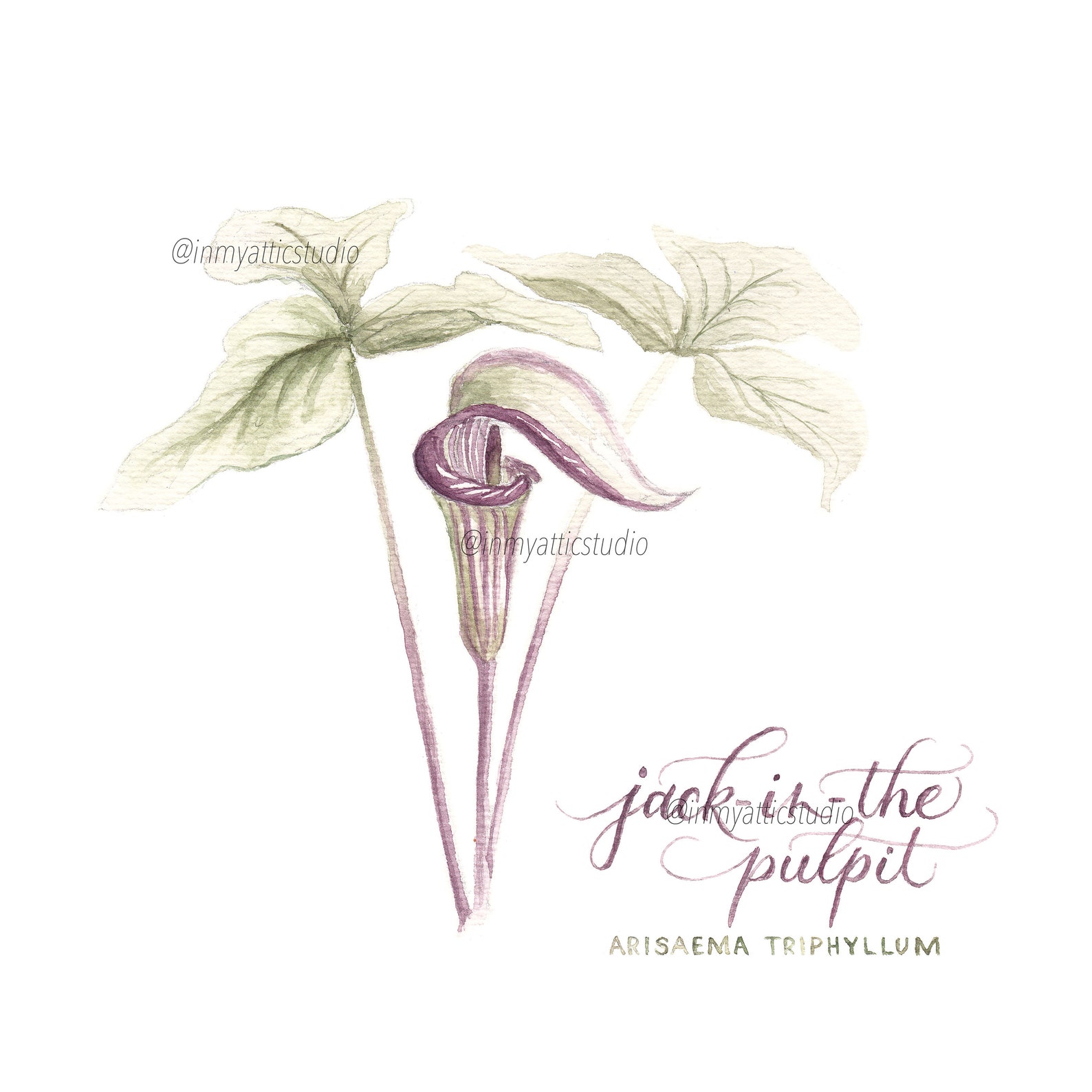 Jack in the Pulpit Floral Botanical Illustration Digital Print - Etsy