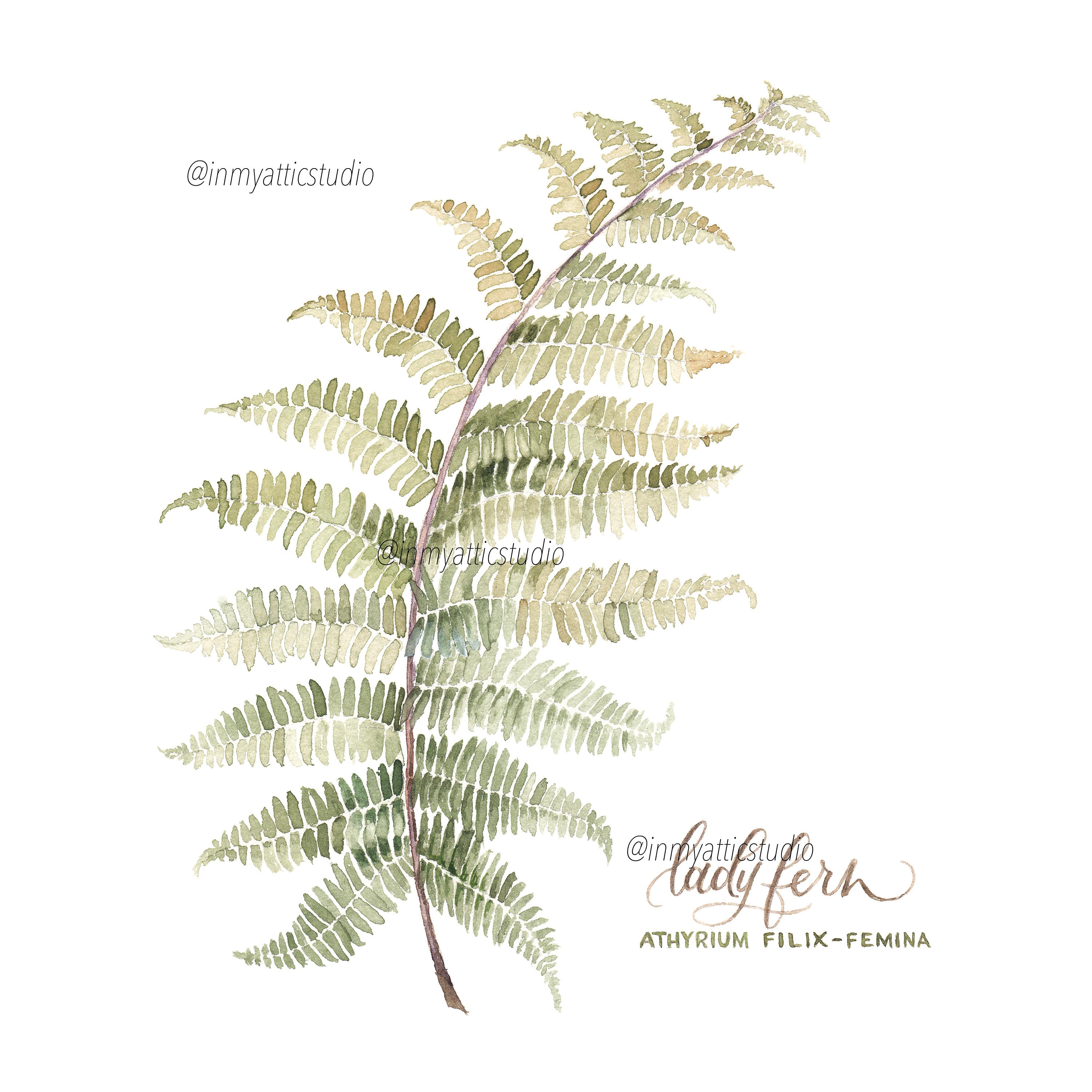 Lady Fern Floral Botanical Illustration Digital Print - Etsy