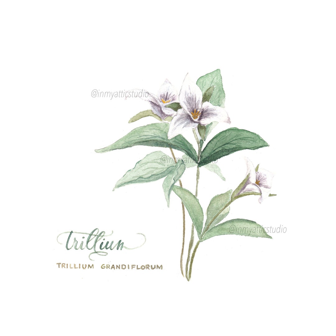 Trillium Floral Botanical Illustration Digital Print - Etsy