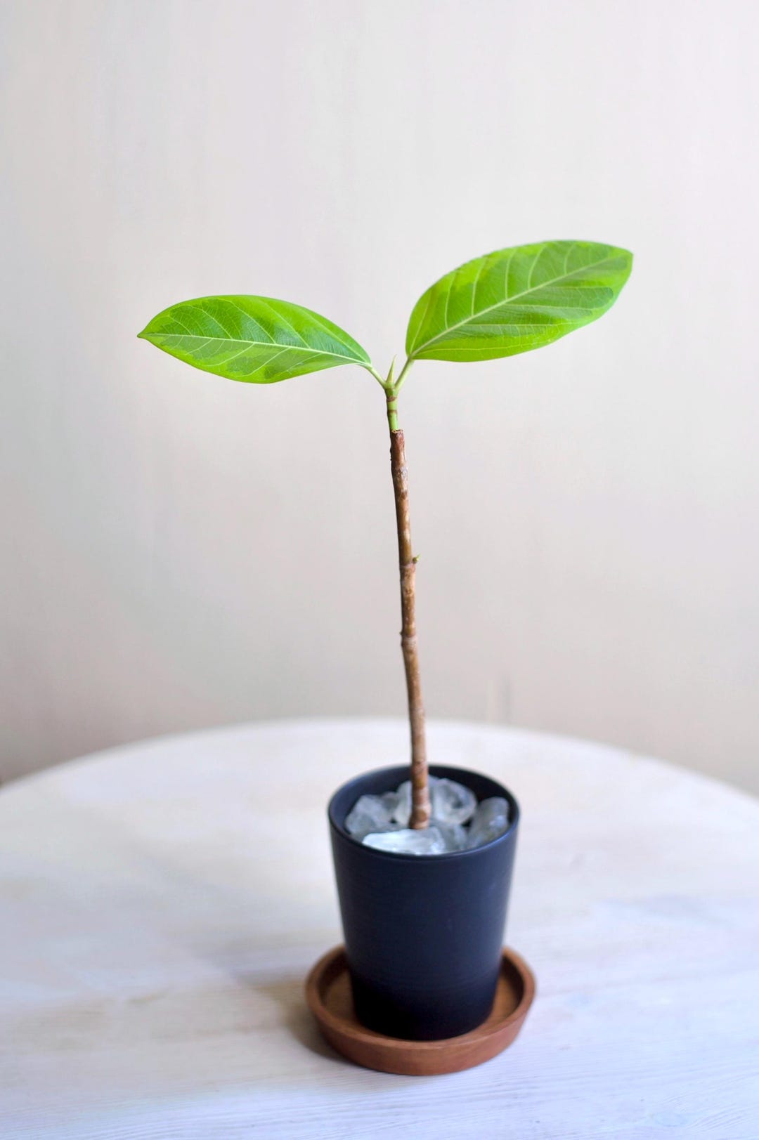 9" Tall Ficus Audrey Benghalensis EXACT PLANT - Etsy