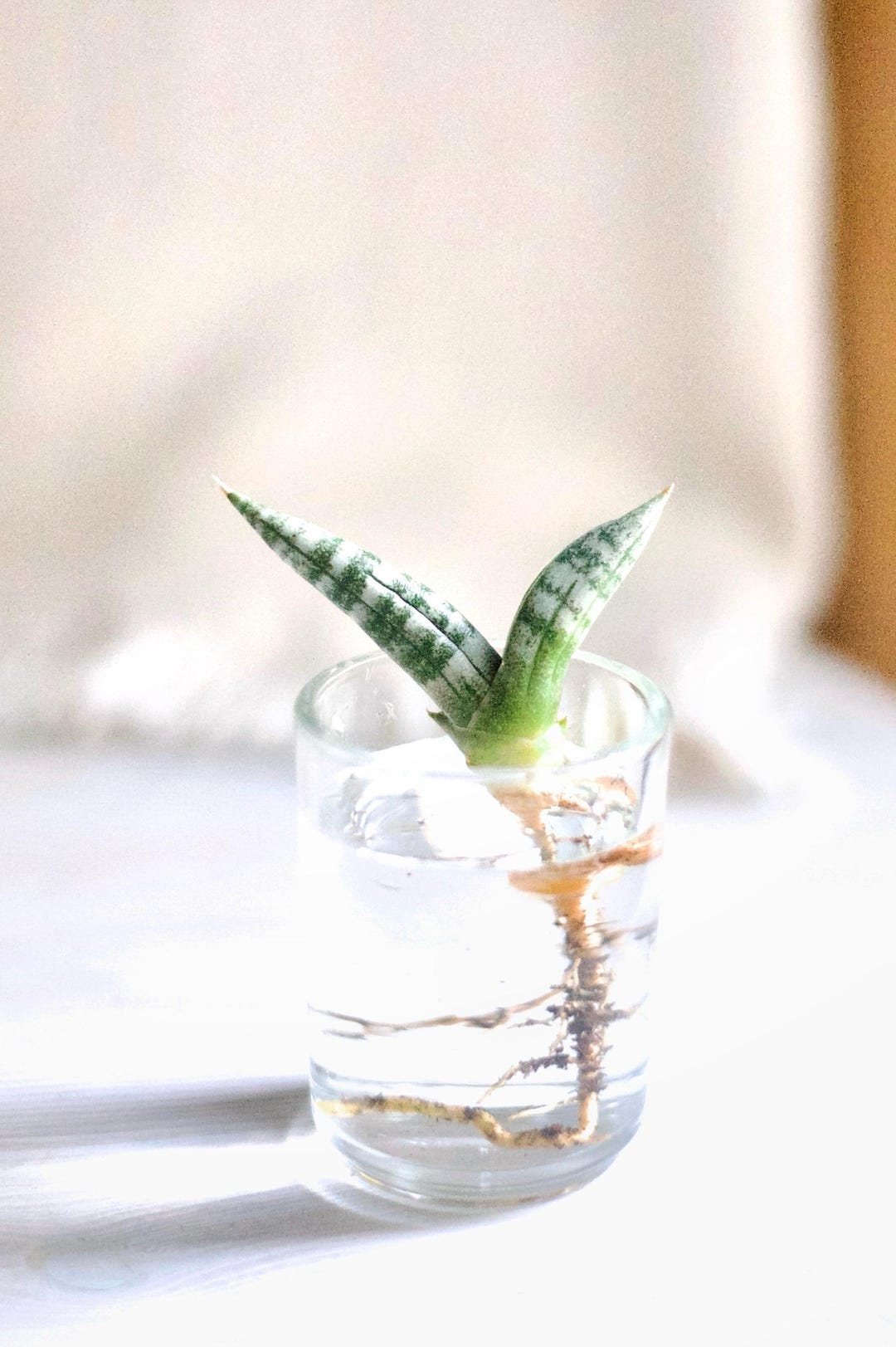 2.5" Long Young Sansevieria Starfish Dwarf Boncel Snake Plant EXACT ...