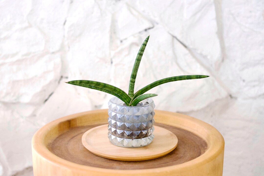 6 Long Sansevieria Ballyi Snake Plant EXACT PLANT - Etsy