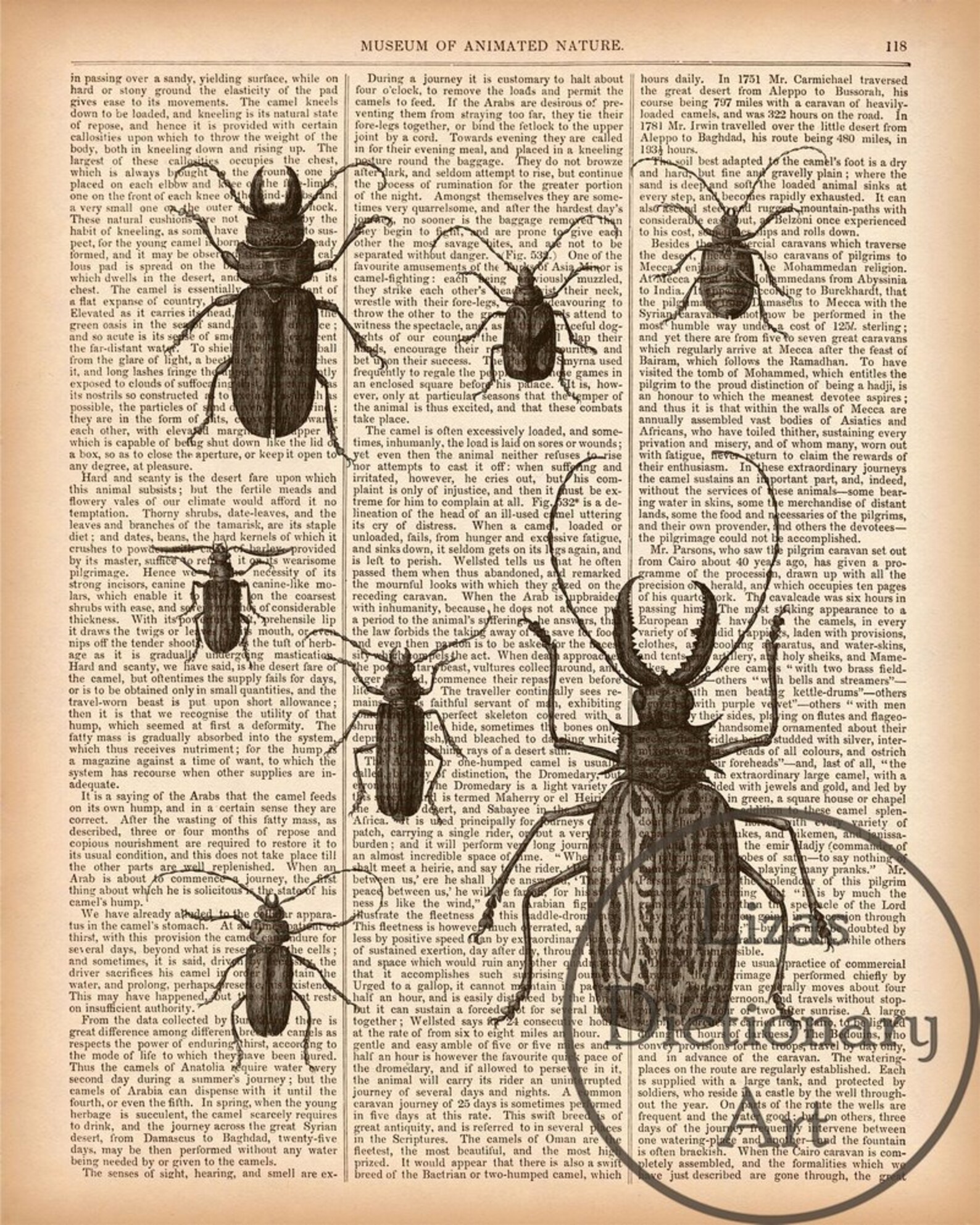 Insect illustration vintage Print on dictionary Entomology | Etsy