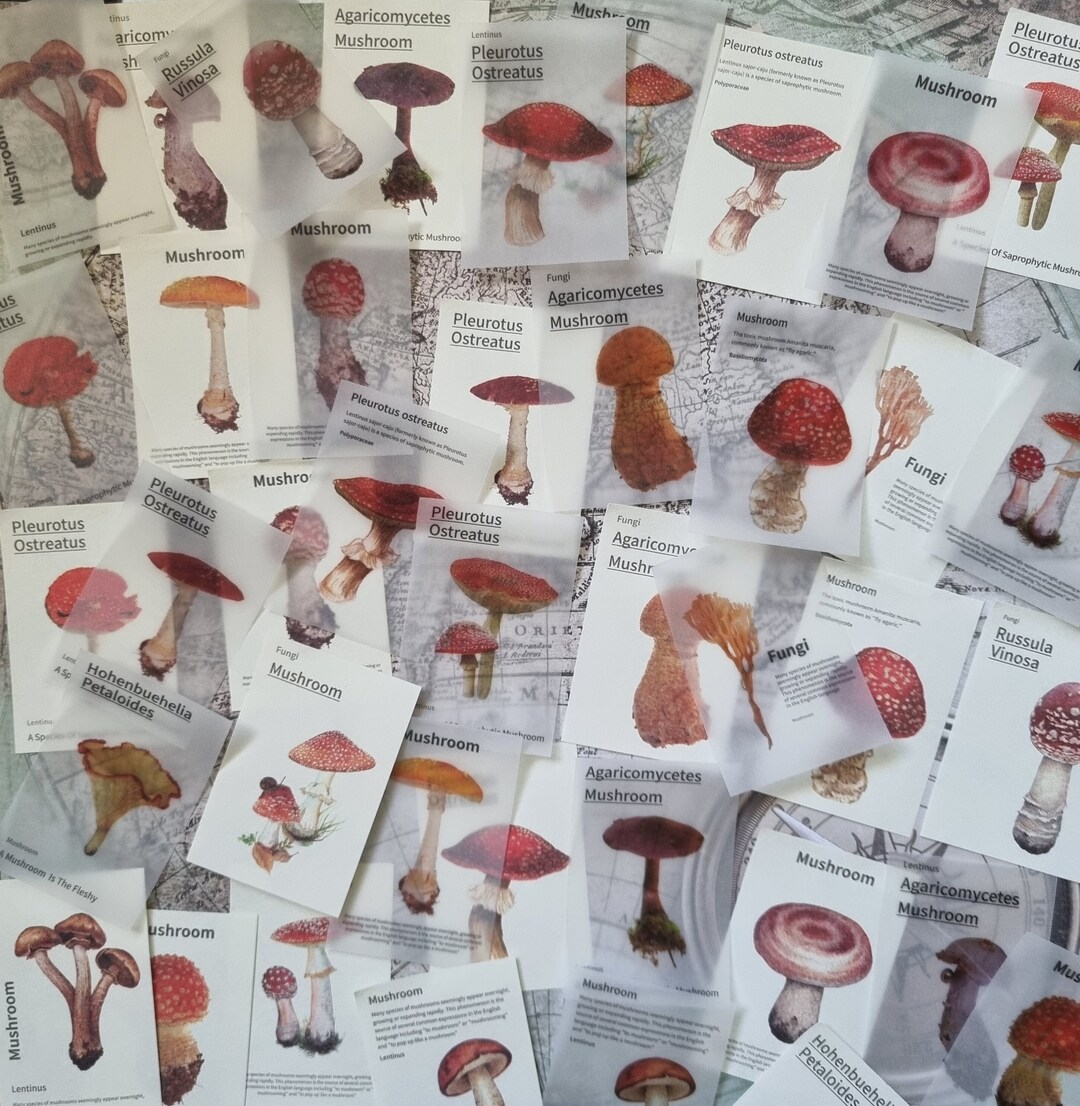 Mushroom Fungi Mini Book Paper and Translucent Vellum, Red & White ...