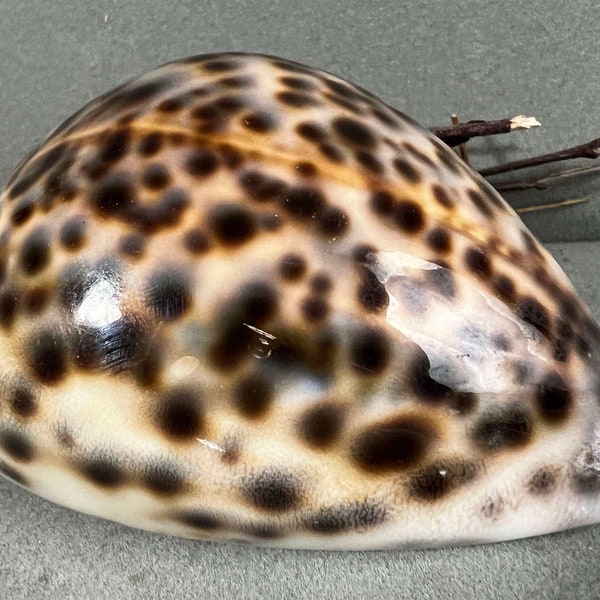 Tiger Cowrie - Etsy