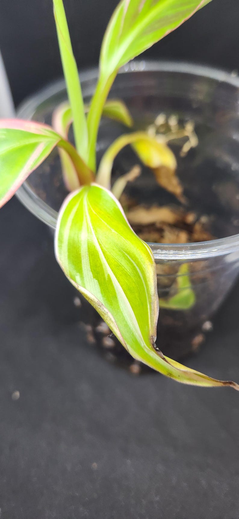 Musa Nono Pink Variegated Banana Plant WYSIWYG MN2 - Etsy