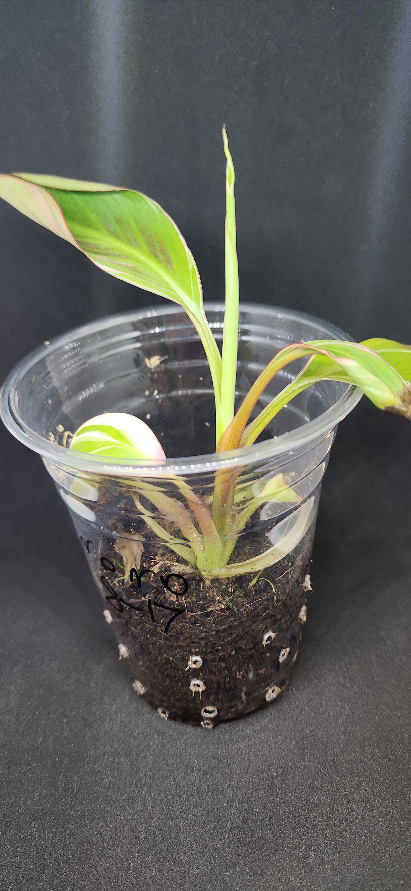 Musa Nono Pink Variegated Banana Plant WYSIWYG MN2 - Etsy