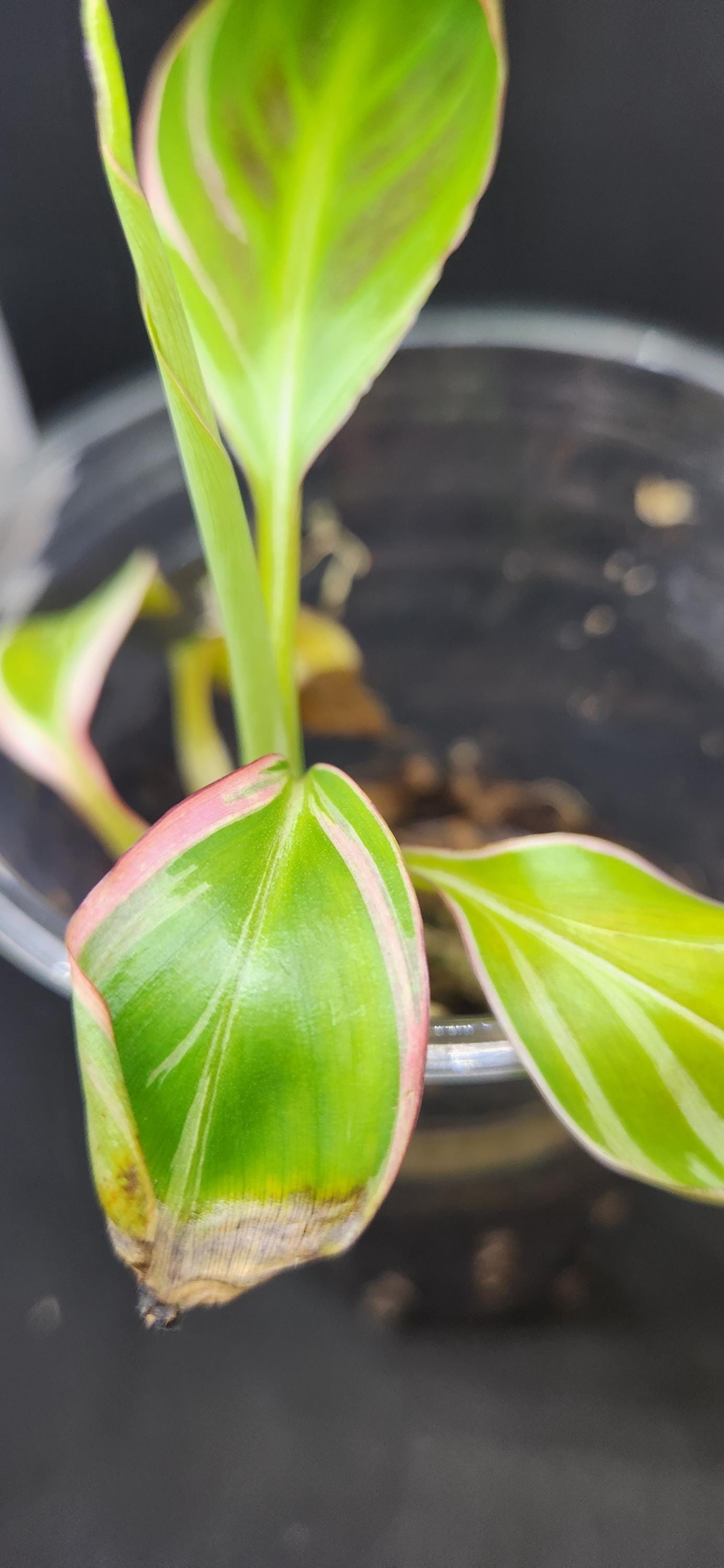 Musa Nono Pink Variegated Banana Plant WYSIWYG MN2 - Etsy