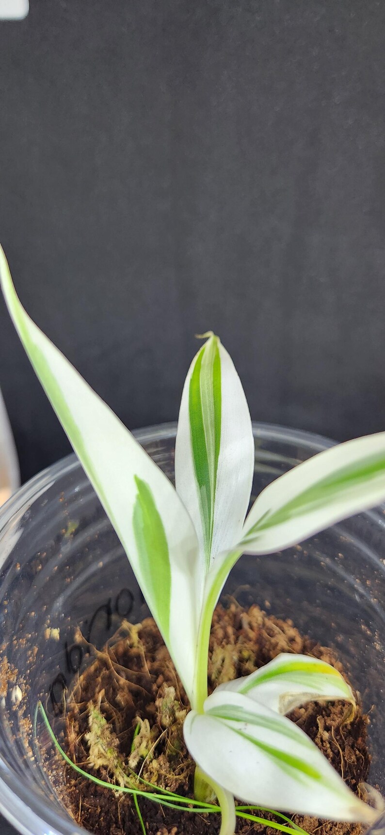 Musa Florida Variegated Banana Plant WYSIWYG MF3 - Etsy