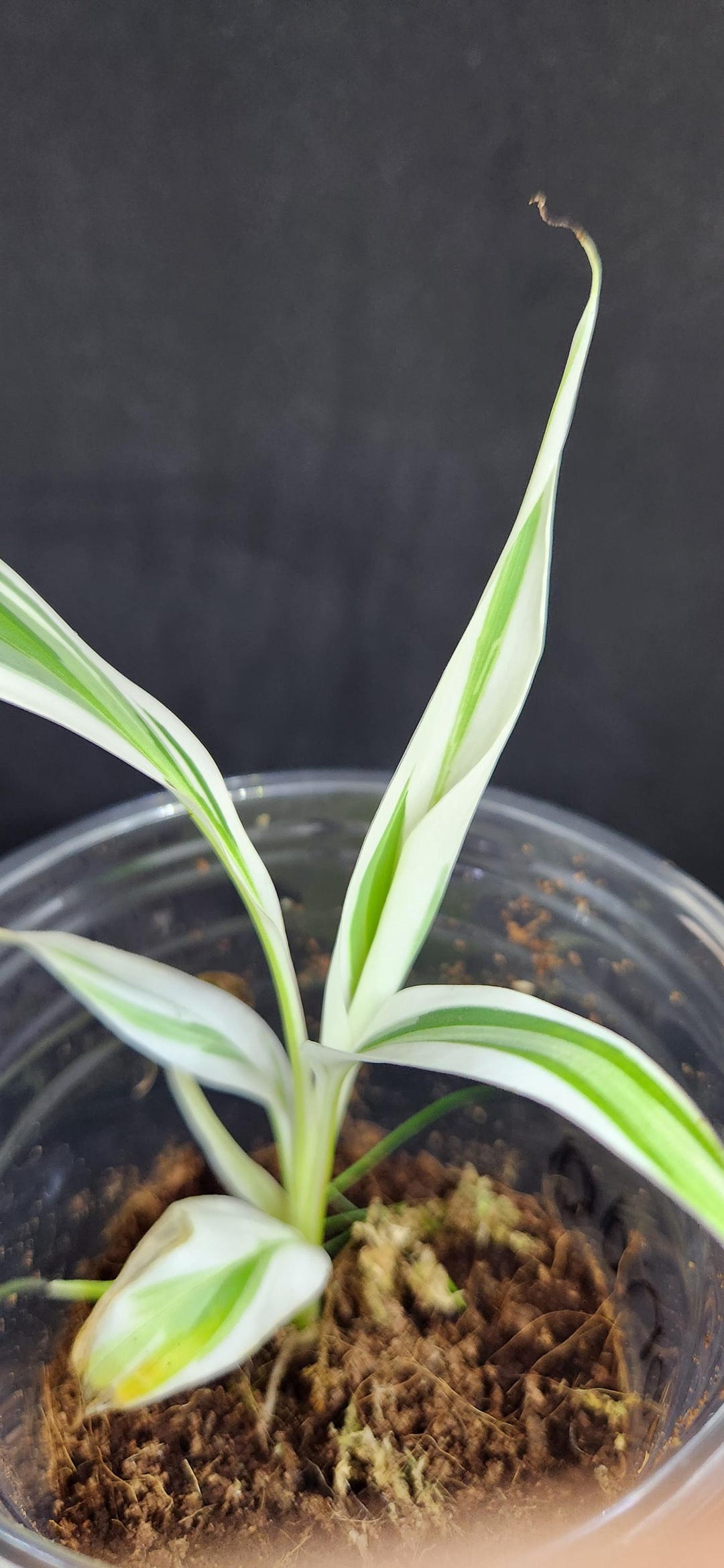 Musa Florida Variegated Banana Plant WYSIWYG MF3 - Etsy