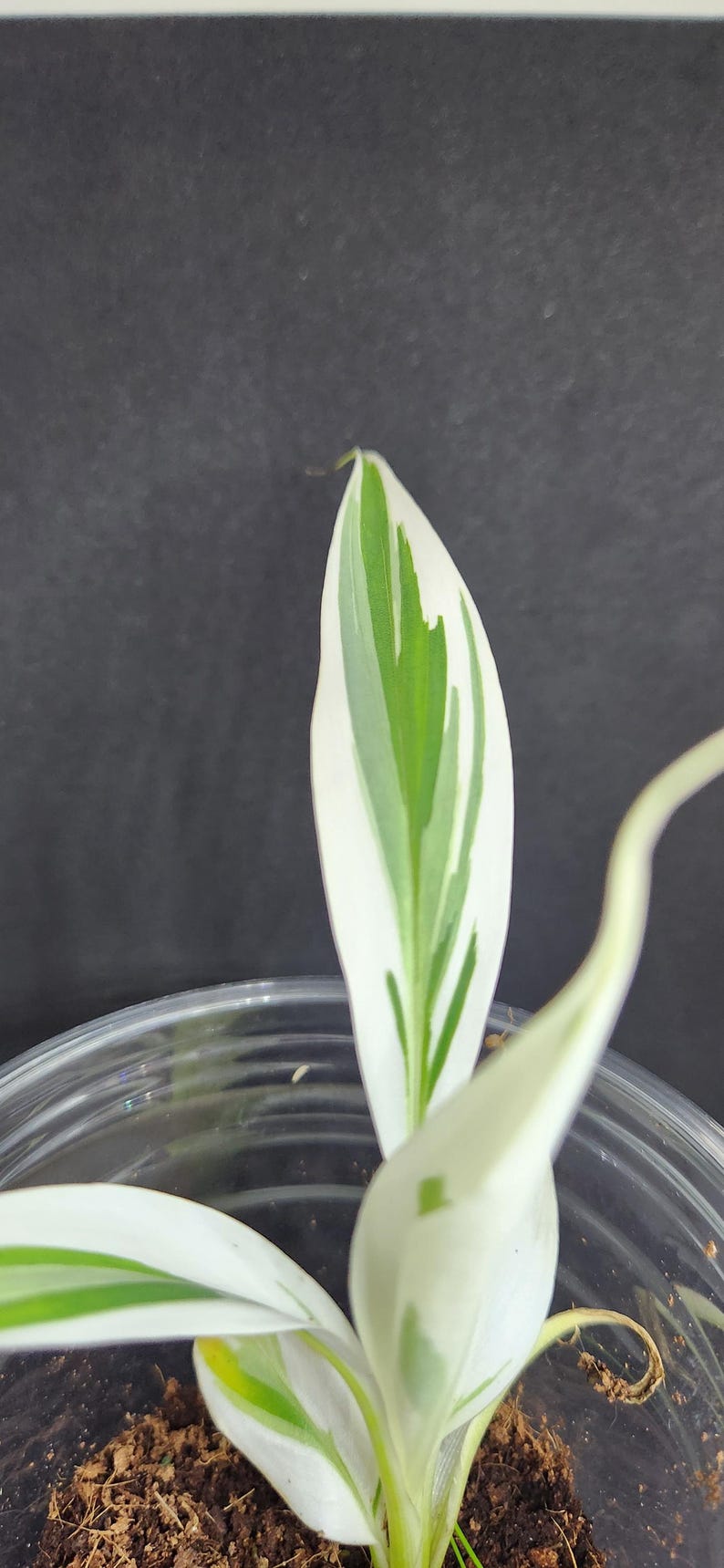 Musa Florida Variegated Banana Plant WYSIWYG MF3 - Etsy