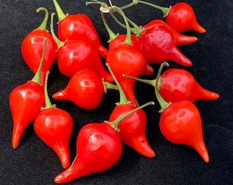 25 Sweety Drop Pepper Seeds, Heirloom Red Biquinho Seeds, Brazilian ...