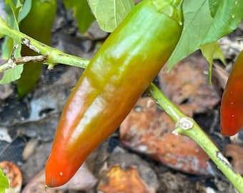 Red Hatch Chile - Etsy