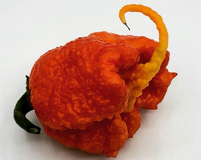 Orange Carolina Reaper HP22B Pepper Premium Seed Packet Record Hottest ...