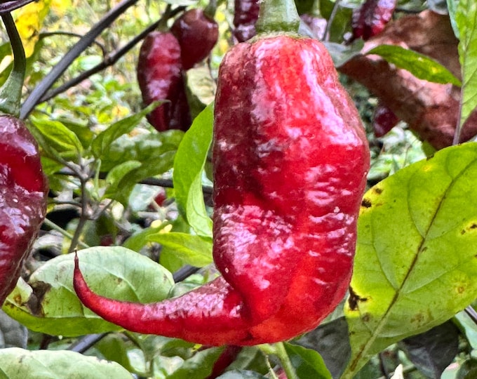 Jay's Pink Black - (capsicum Chinense) - Seeds - Etsy