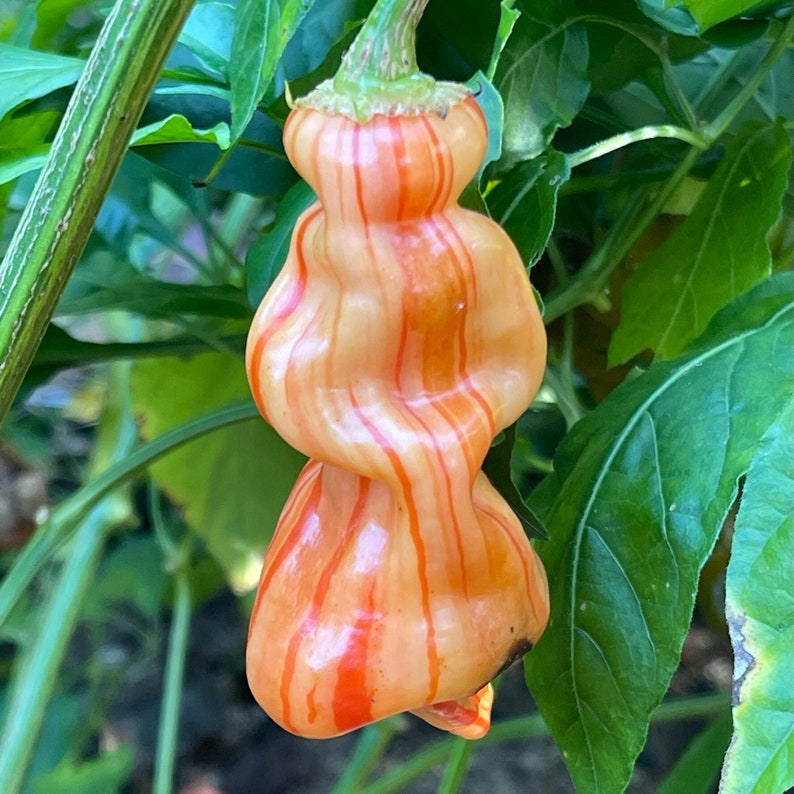 Sugar Rush Stripey - (capsicum Bacattum) - Seeds - Etsy