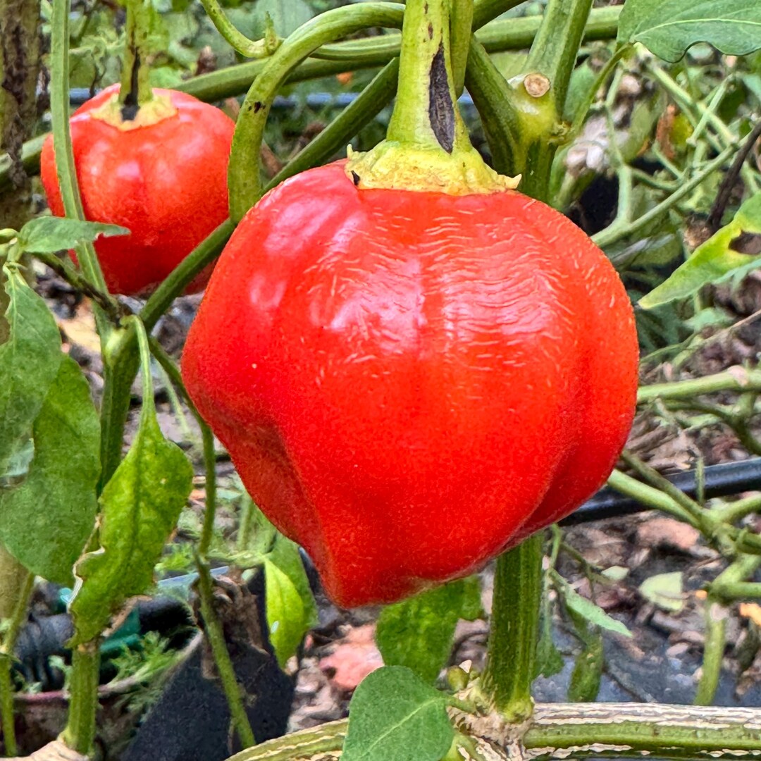 Apple Crisp - (capsicum Bacattum) - Seeds - Etsy