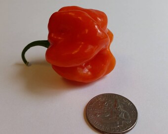 Salkim Biber Turkish Turkey Chile Hot Pepper Premium Seed Packet - Etsy