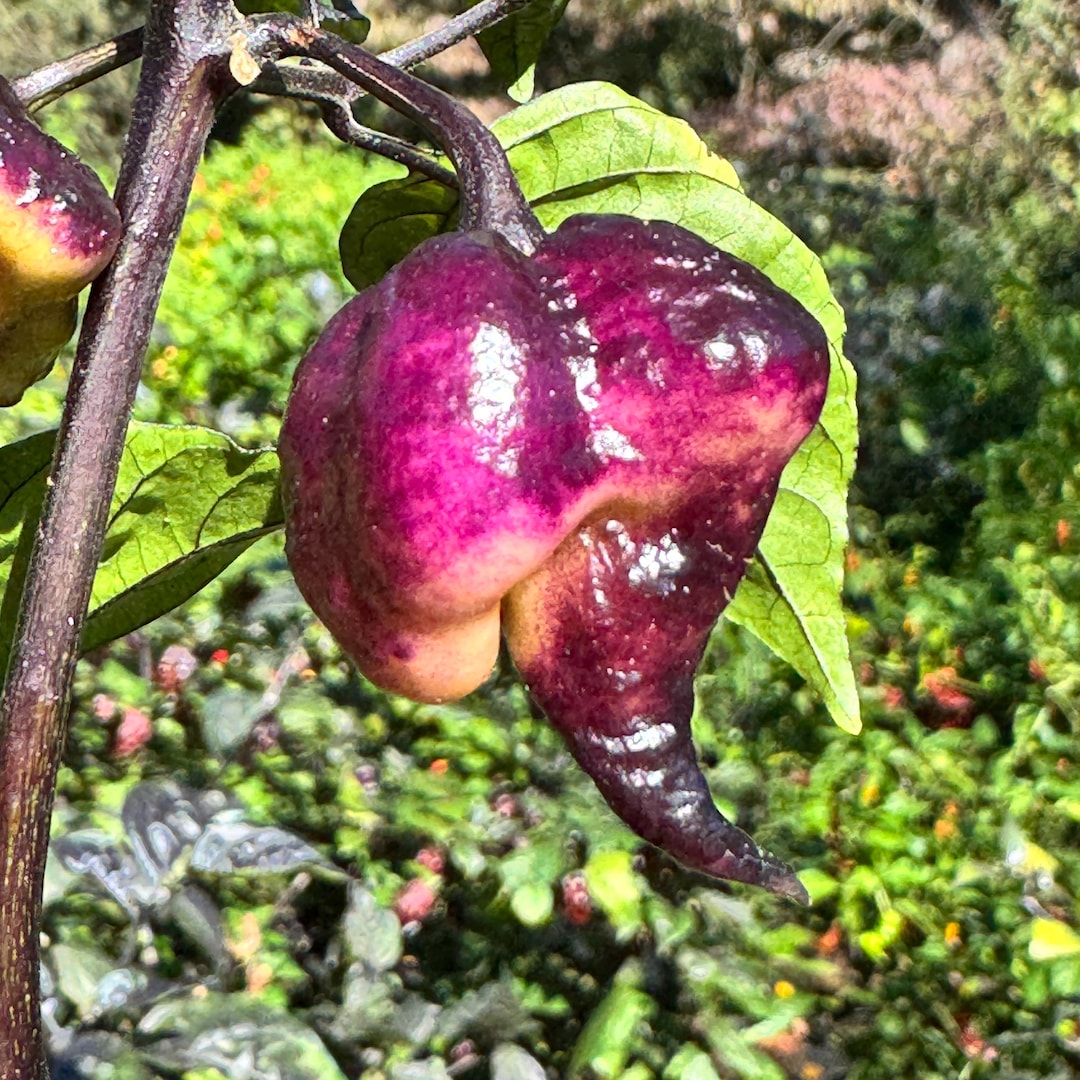 Pockmark Peach - (capsicum Chinense) - Seeds - Etsy