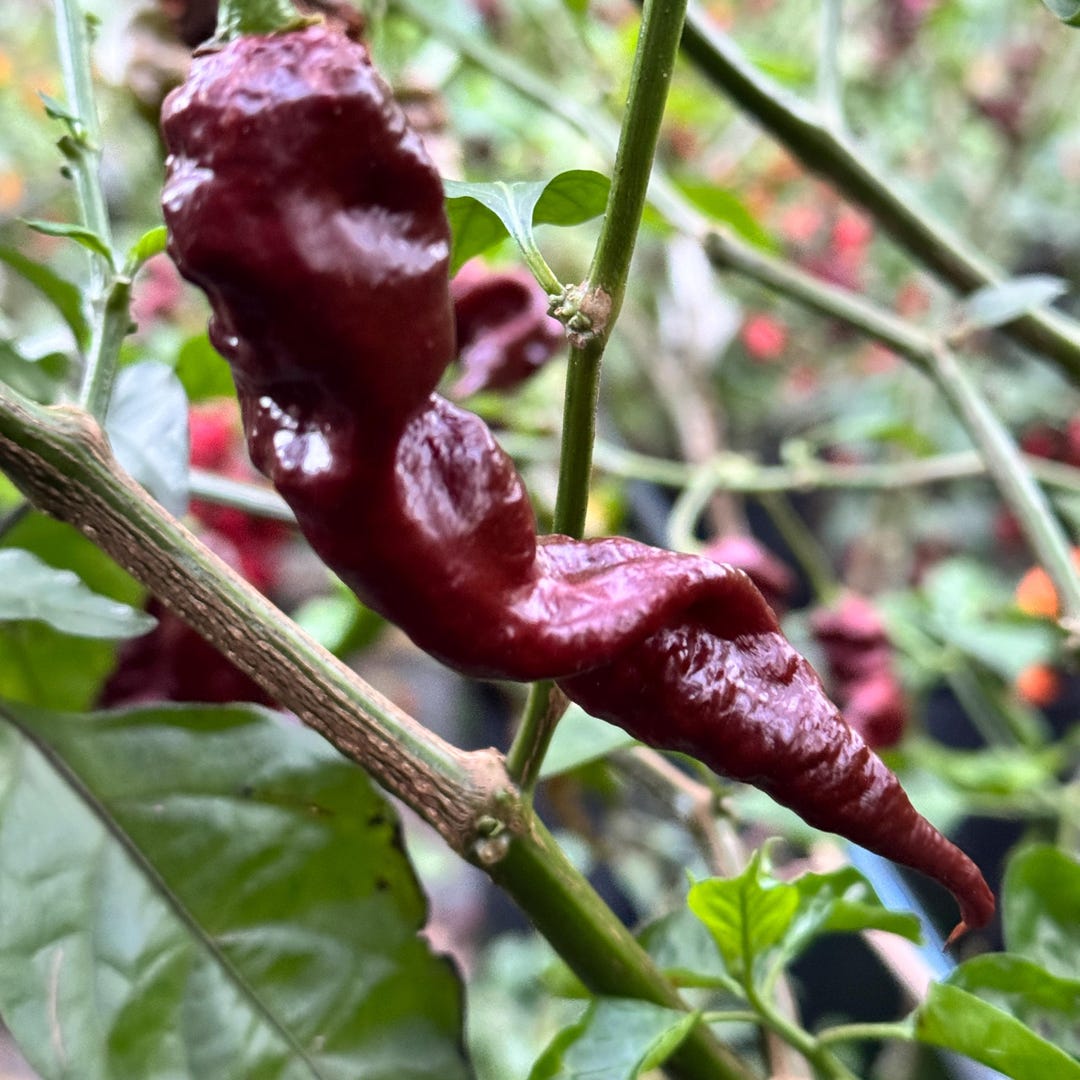 T-REX Chocolate - (capsicum Chinense) - Seeds - Etsy