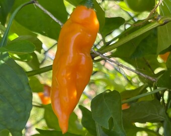 Aji Orange Drop Limon Kellu Uchu Chile Heirloom Pepper Premium Seed ...