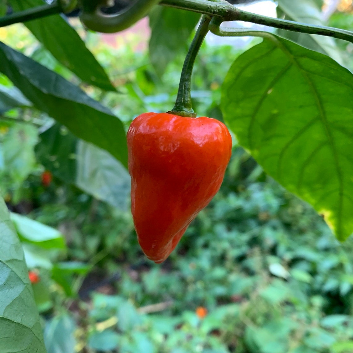 Armageddon Chilli Pepper capsicum Chinense 10 Seeds | Etsy