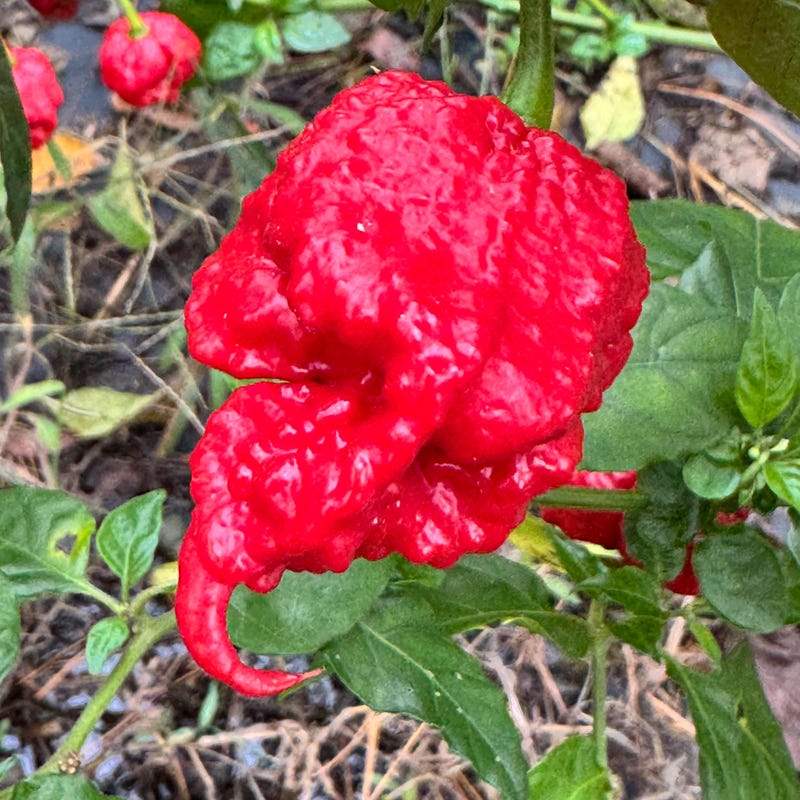 Lucifer Plant - Etsy
