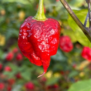 7 Pot Lava X Testanera Red - (capsicum Chinense) - Seeds - Etsy