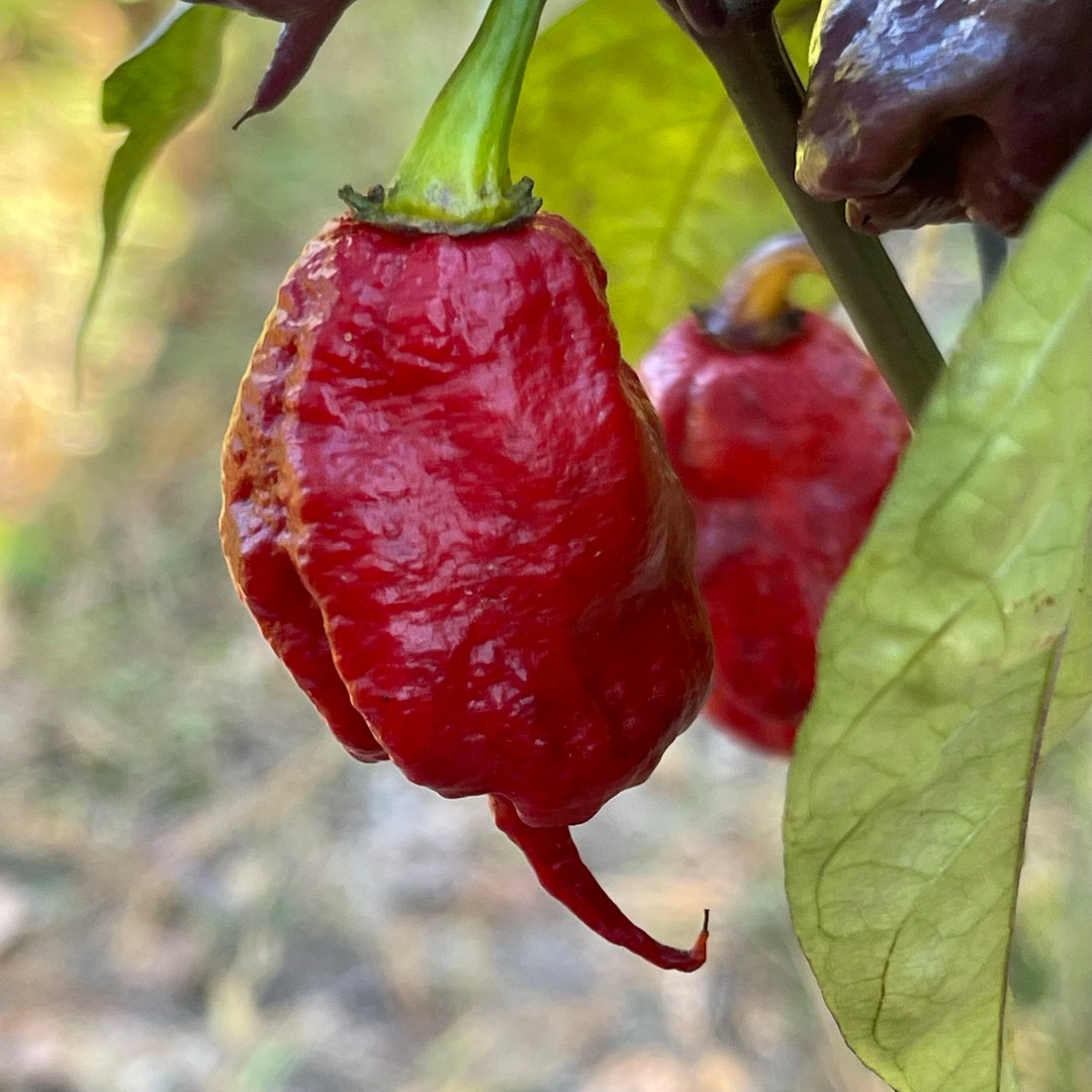 Purple Death - (capsicum Chinense) - 10 Seeds - Etsy