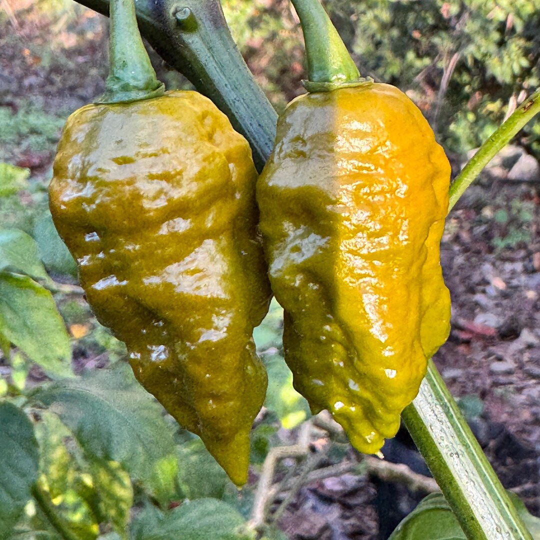 Death Spiral Mustard - (capsicum Chinense) - Seeds - Etsy