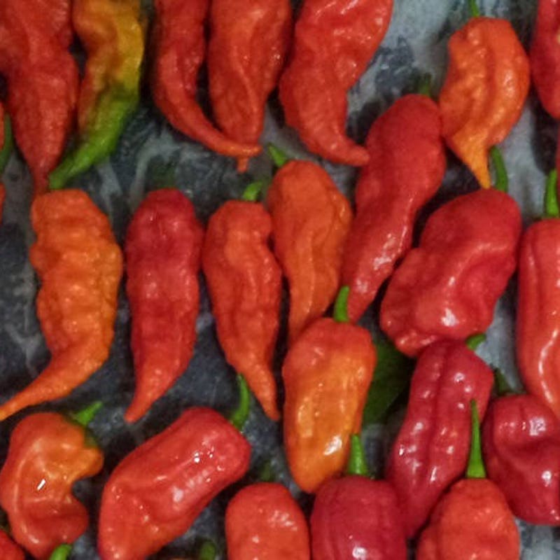 BohicaPepperHut - Etsy