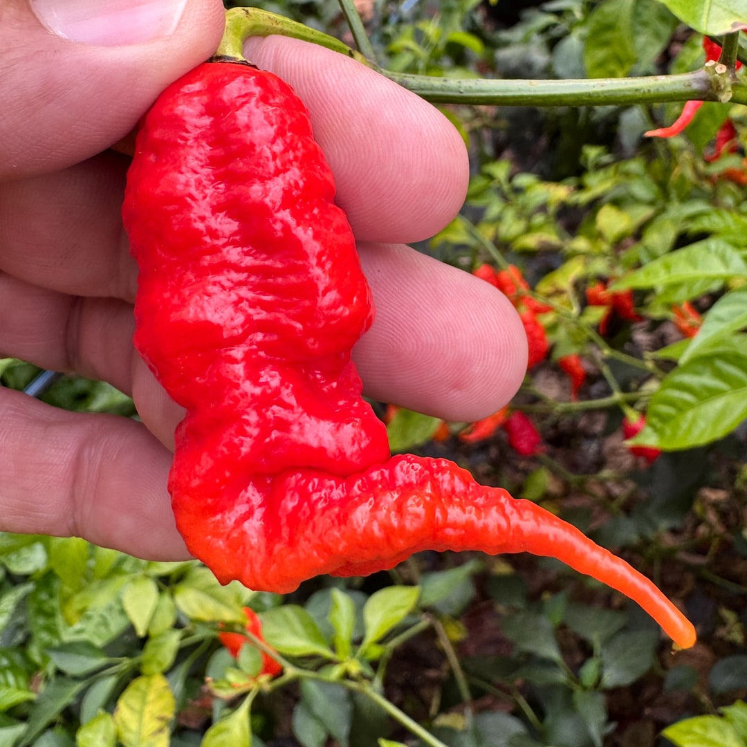 Faddas Poison Tail Red – (capsicum Chinense) - Seeds. - Etsy