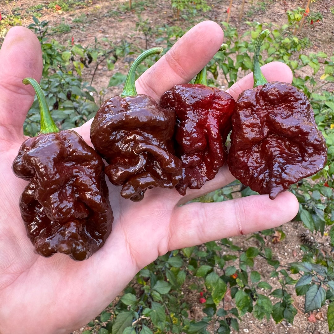 Bismark Chocolate Long - (capsicum Chinense) - 10 Seeds - Etsy