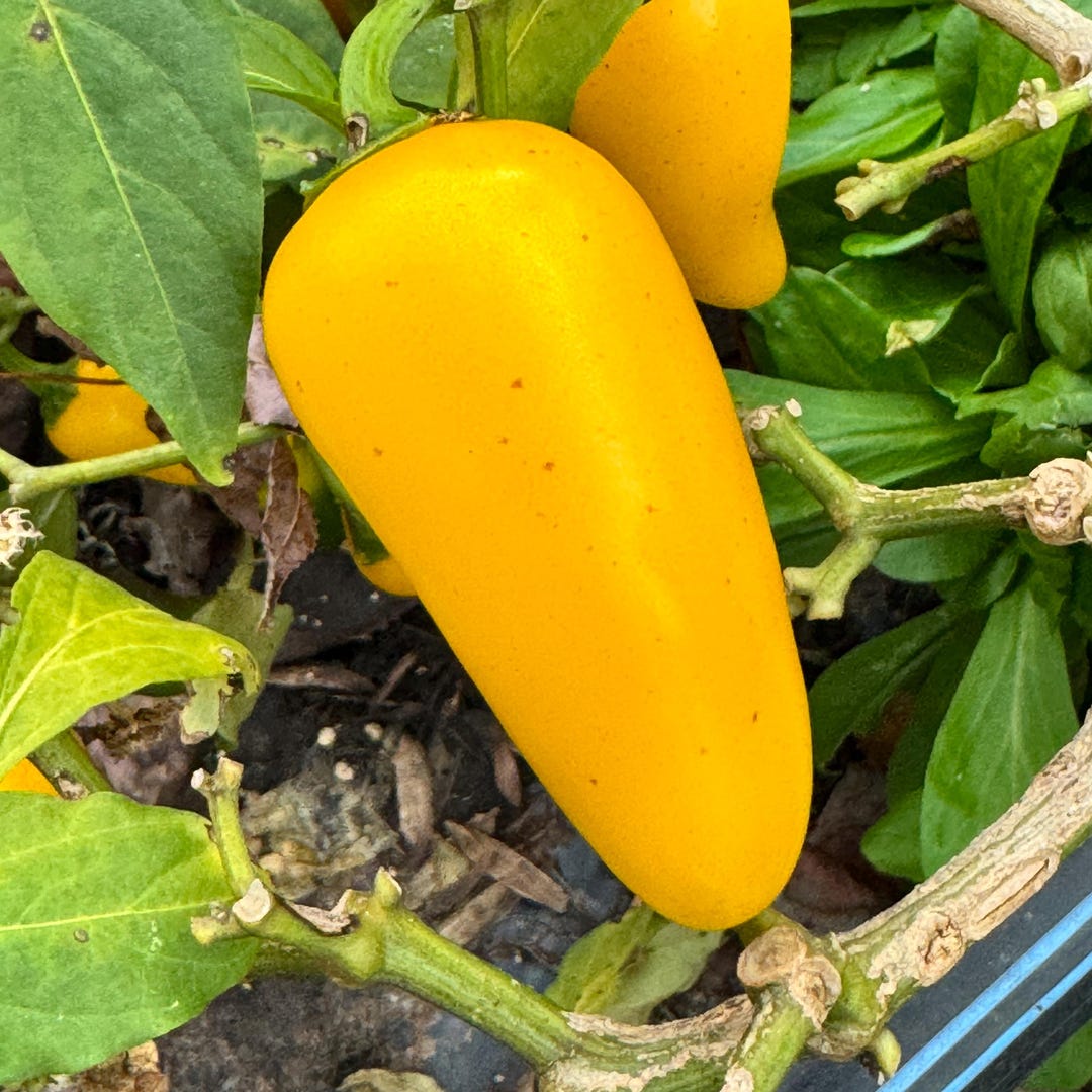 Lemon Spice Jalapeño - (capsicum Annum) - Seeds - Etsy