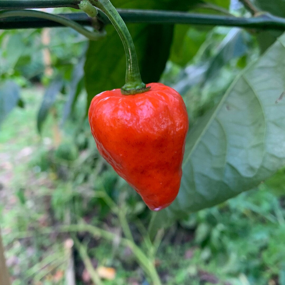 Armageddon Chilli Pepper - (capsicum Chinense) - Seeds - Etsy
