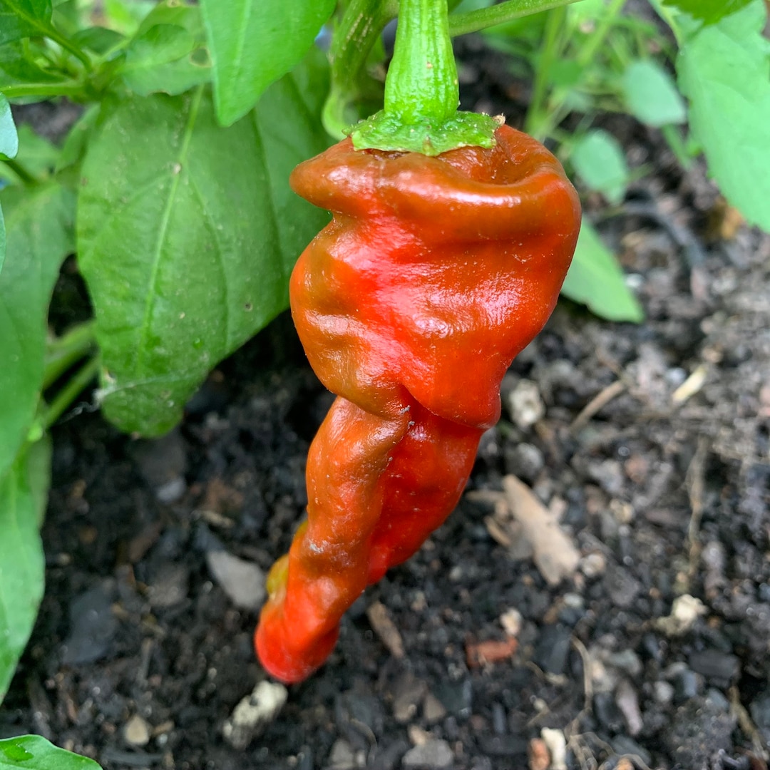 Zou-pi or Shar Pei capsicum Chinense - Etsy