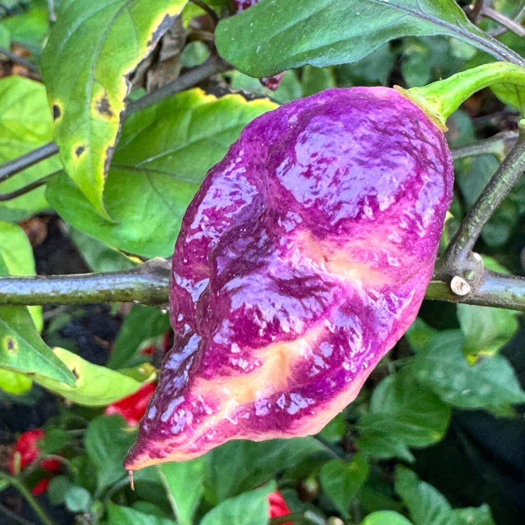 Jay's Pink Purple Ghost Scorpion - (capsicum Chinense) - Seeds - Etsy