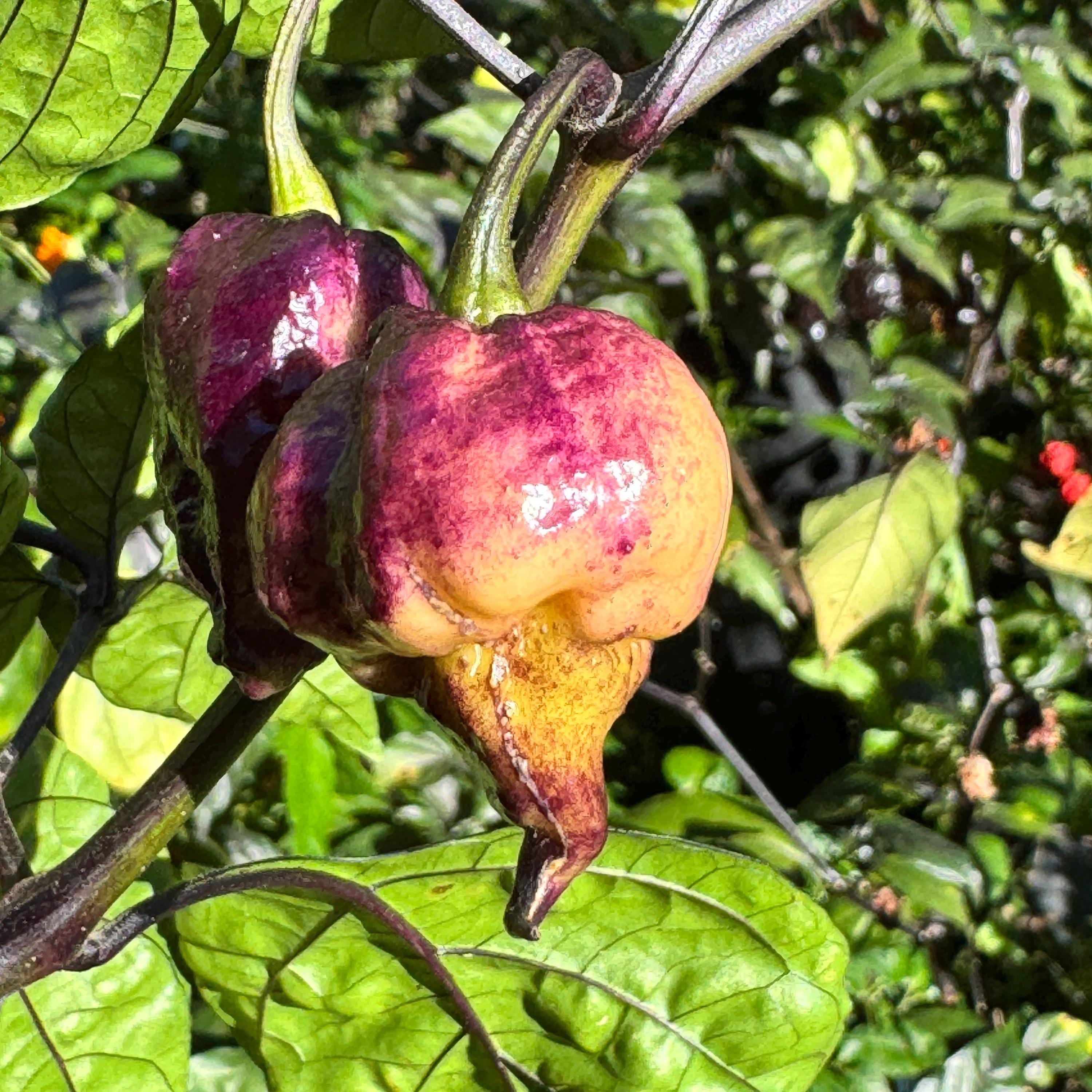 Pockmark Peach - (capsicum Chinense) - Seeds - Etsy