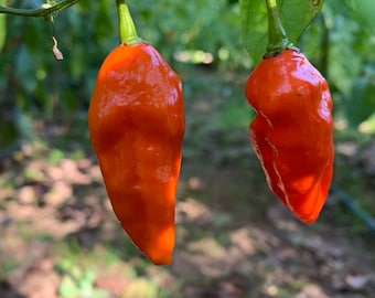 Apocalypse Pepper Ultra Hot Pepper Premium Seed Packet - Etsy