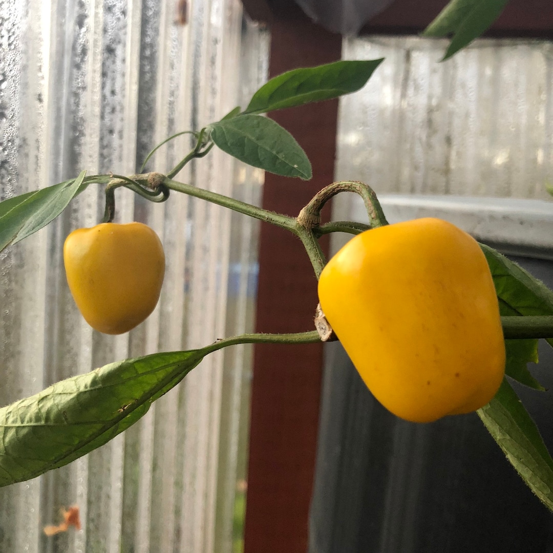 Manzano Yellow - (capsicum Pubescens) - Seeds - Etsy