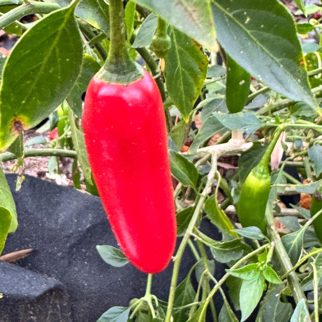 Serrano - (capsicum Annum) - Seeds - Etsy