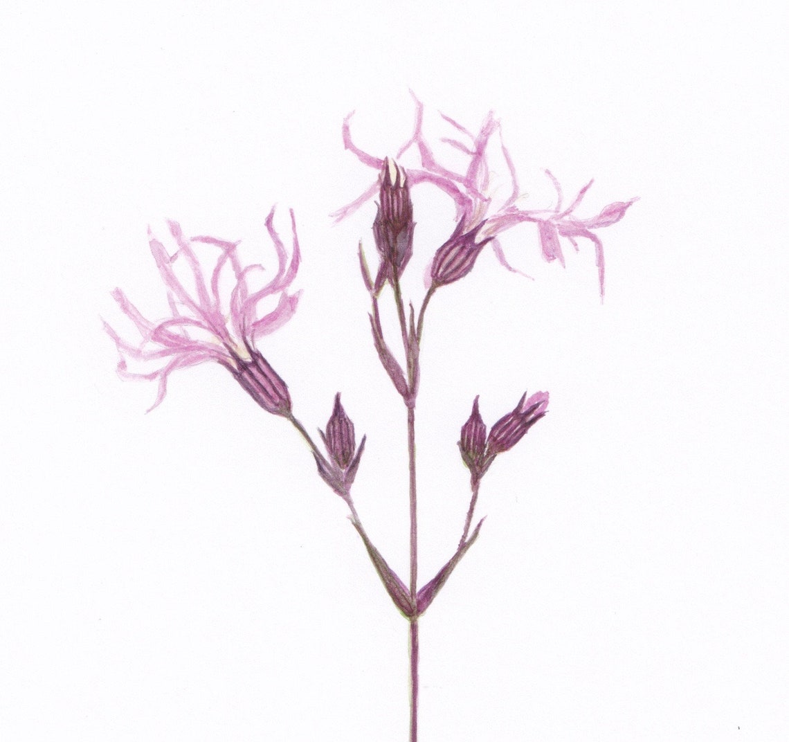 Ragged robin watercolour botanical art wildflowers | Etsy