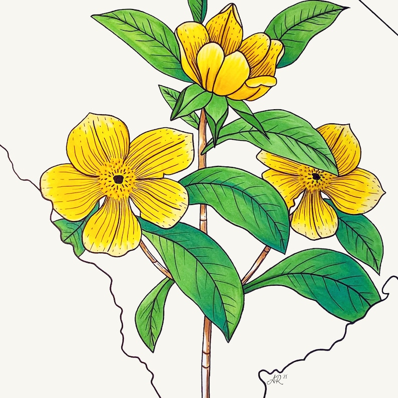 SOUTH CAROLINA State Flower Print State Art Print Gift Idea - Etsy