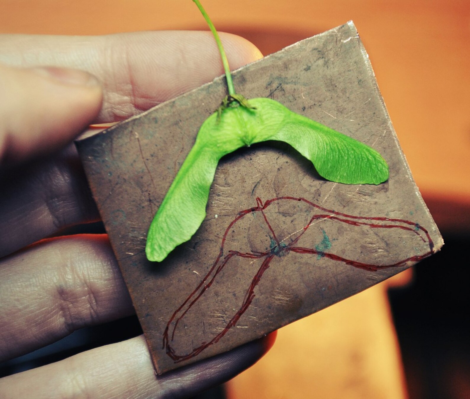 Propeller Seed Earrings, Maple Seed, Enamel and Silver, Nature Inspired ...