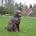 Sitting Newfoundland Dog Statue | Large Bronze Resin Sculpture ...