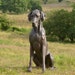 Sitting Great Dane Dog Statue | Large Bronze Ornament | Bronze Resin ...