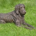 Lying Labradoodle Dog Statue | Large Bronze Resin Sculpture | Outdoor ...