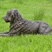 Lying Labradoodle Dog Statue | Large Bronze Resin Sculpture | Outdoor ...