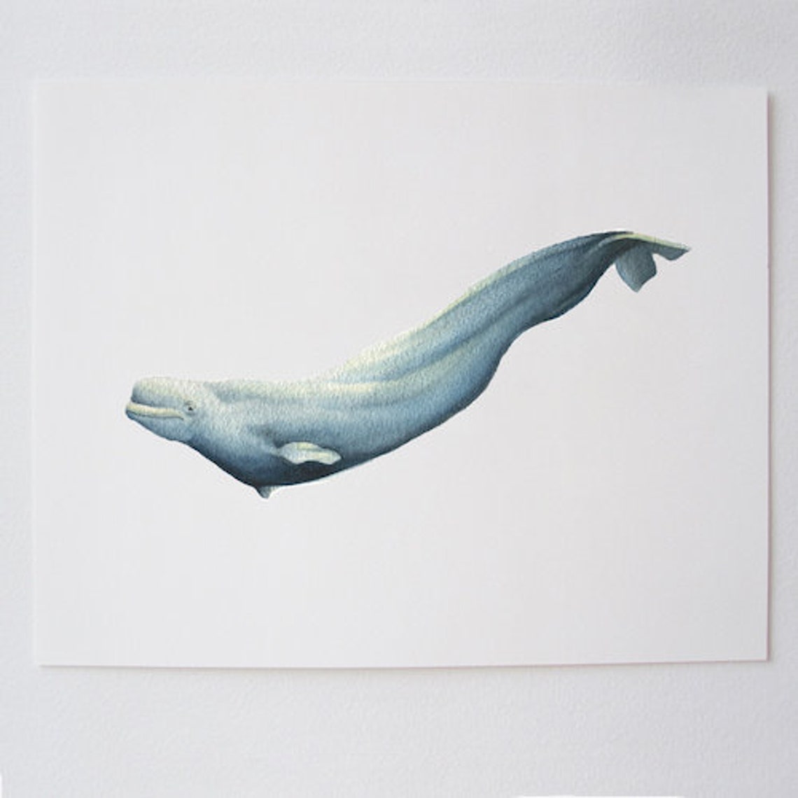 Beluga Watercolor Giclée Print - Etsy