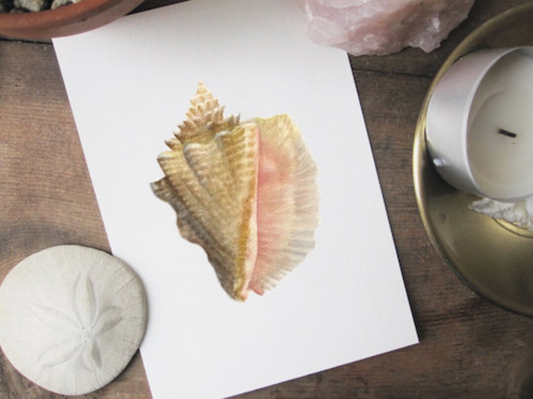 Conch Shell Watercolor Giclée Print - Etsy